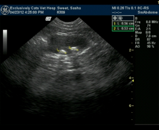 Exclusively Cats Veterinary Hospital Blog: Bladder stones and stone ...