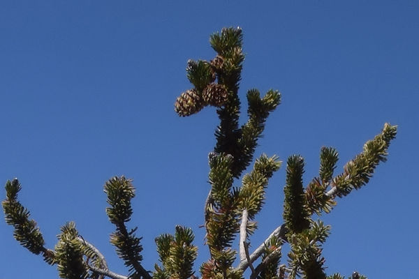 Northwest Conifer Connections: Bristlecone Pines: The Oldest Living Tree