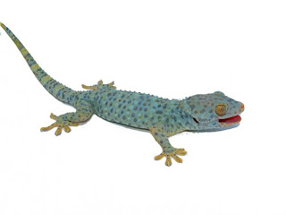Buying Tokay Gecko: Bumibili ng Tokay Gecko (PHILIPPINE TUKO) 4 Pets ...