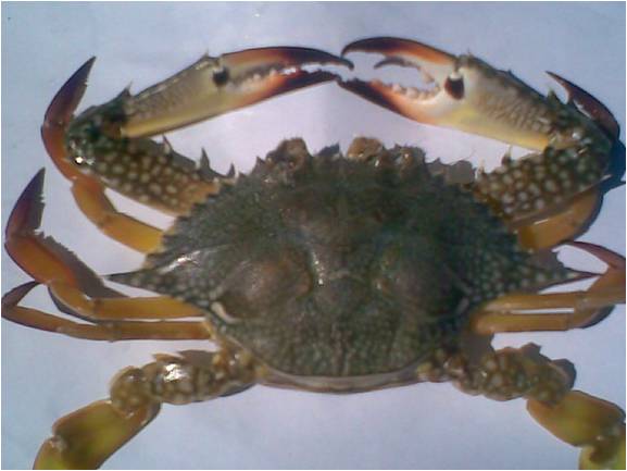 BAB II TINJAUAN PUSTAKA LAPORAN HASIL MAGANG PASTEURIZED CRAB MEAT PT ...