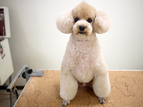 Huxtable The Poodle | Toy Poodle Blog | Parti Poodle: Japanese Style ...