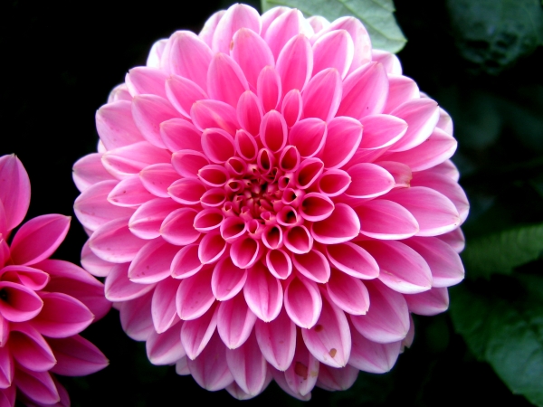 Dahlia full hd wallpaper 100% HD desktop images
