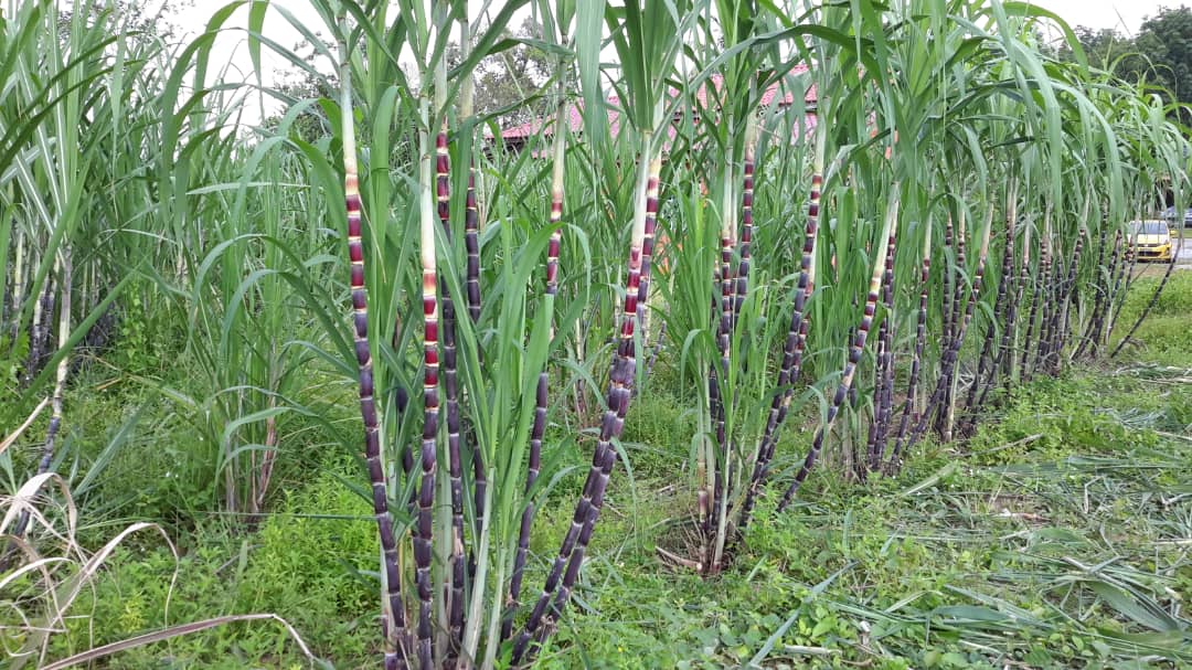 KEBUN TEBU GENG KULAI: Jenis Jenis Tebu Yang Sesuai Untuk Perahan Air