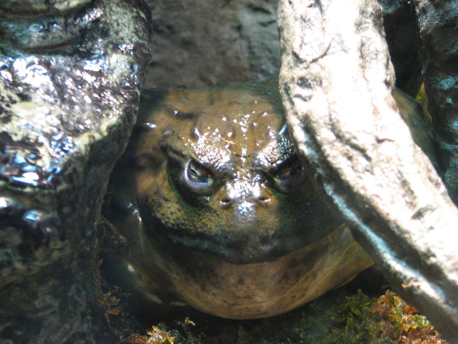 Rena Jones: Frogs! Frogs! Frogs!