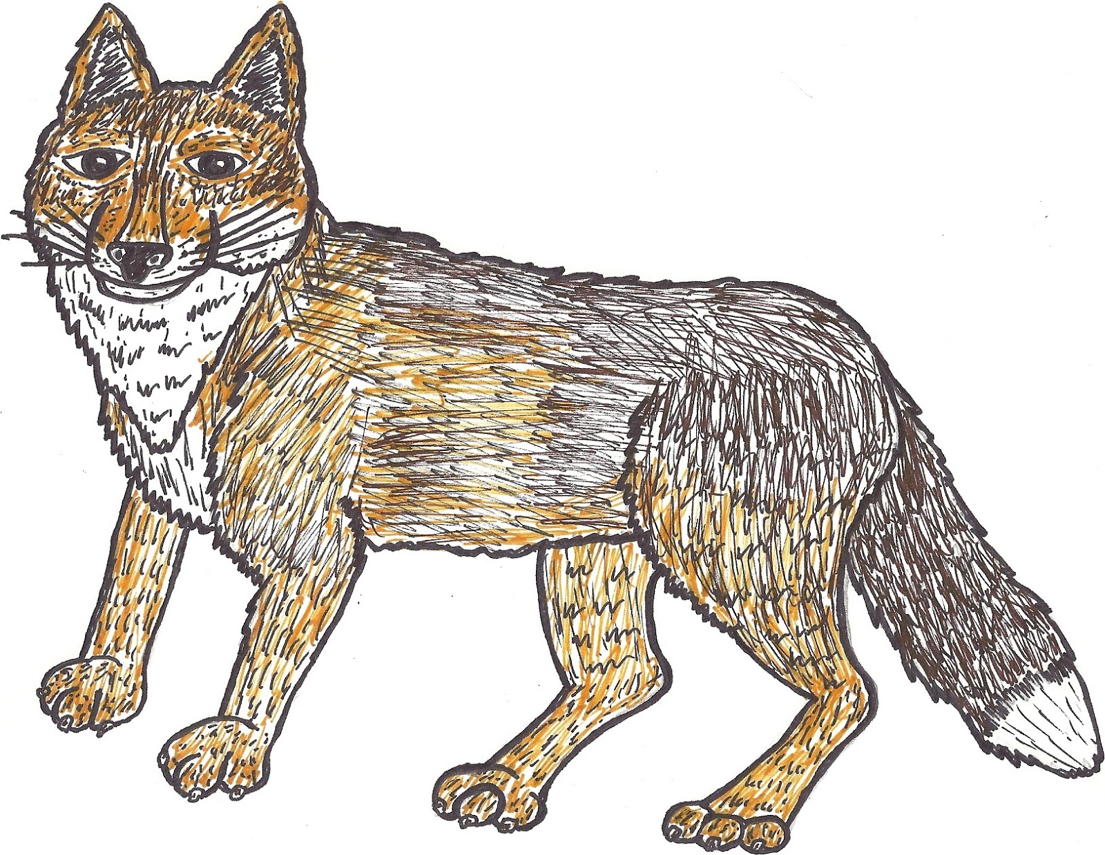 FALKLAND ISLAND WOLF
