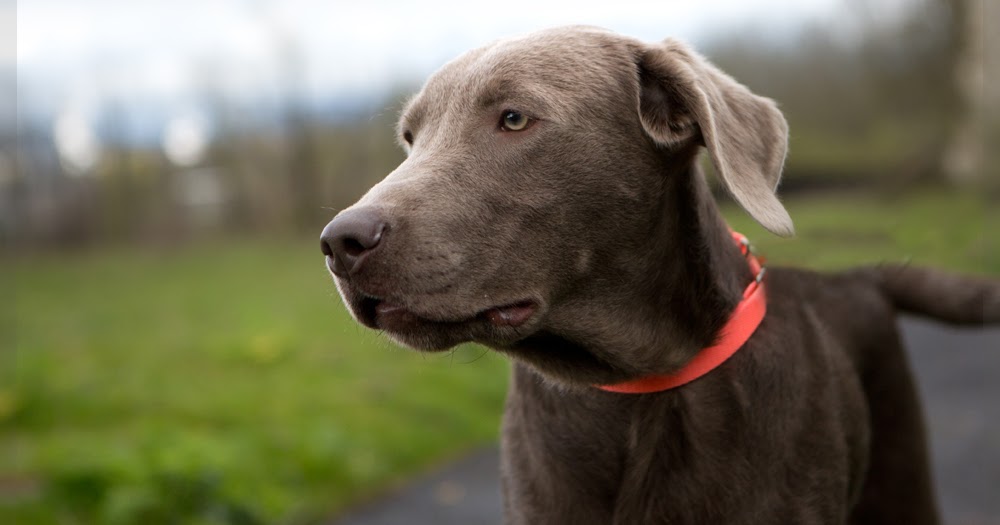 Shelter Dogs of Portland: "SPUTNIK" young Weimaraner/Silver Lab mix