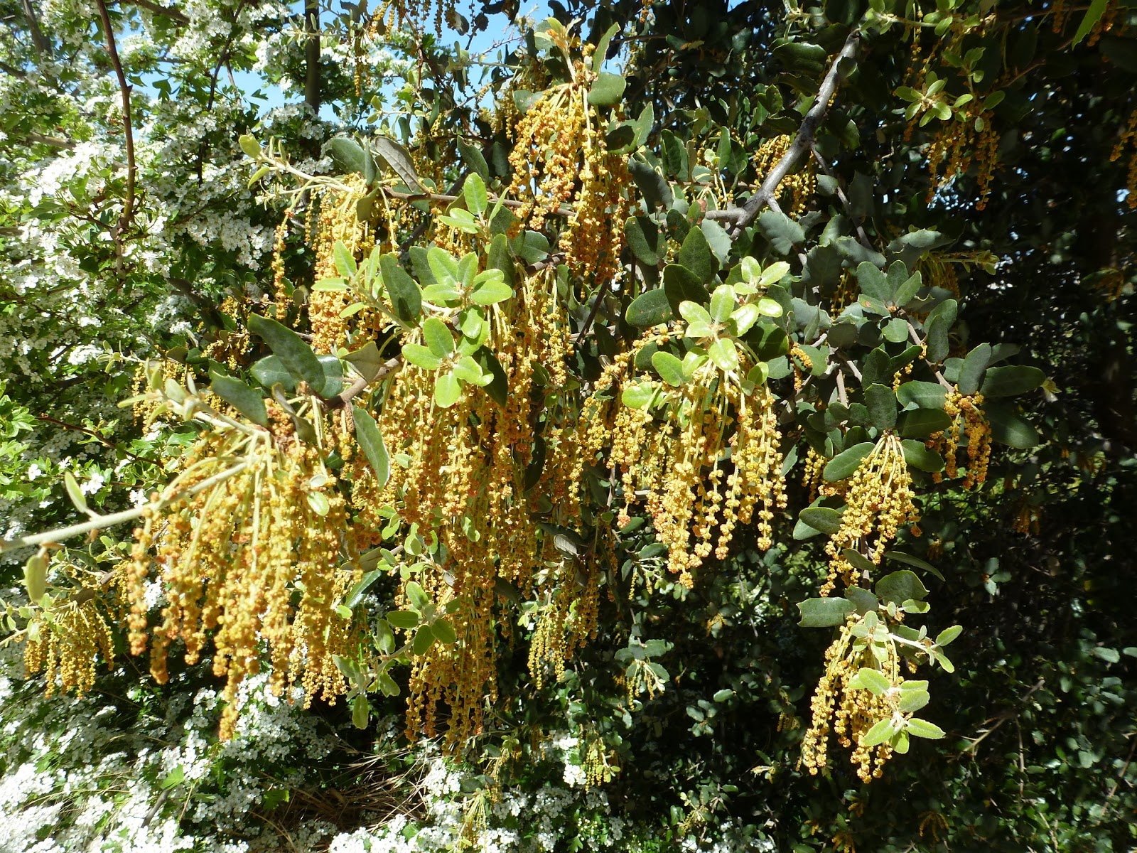 Árboles con alma: Encina "carrasca". (Quercus ilex subsp ballota ó ...