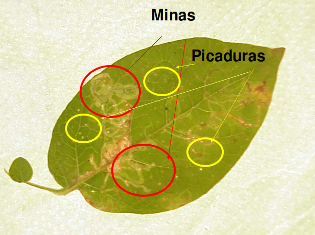 “mosca minadora de la hoja" Liriomyza huidobrensis