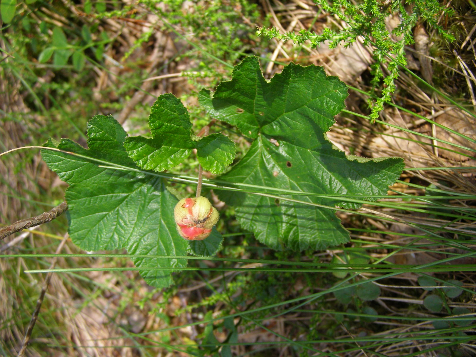 Uz Cenas tīreļa purva takas