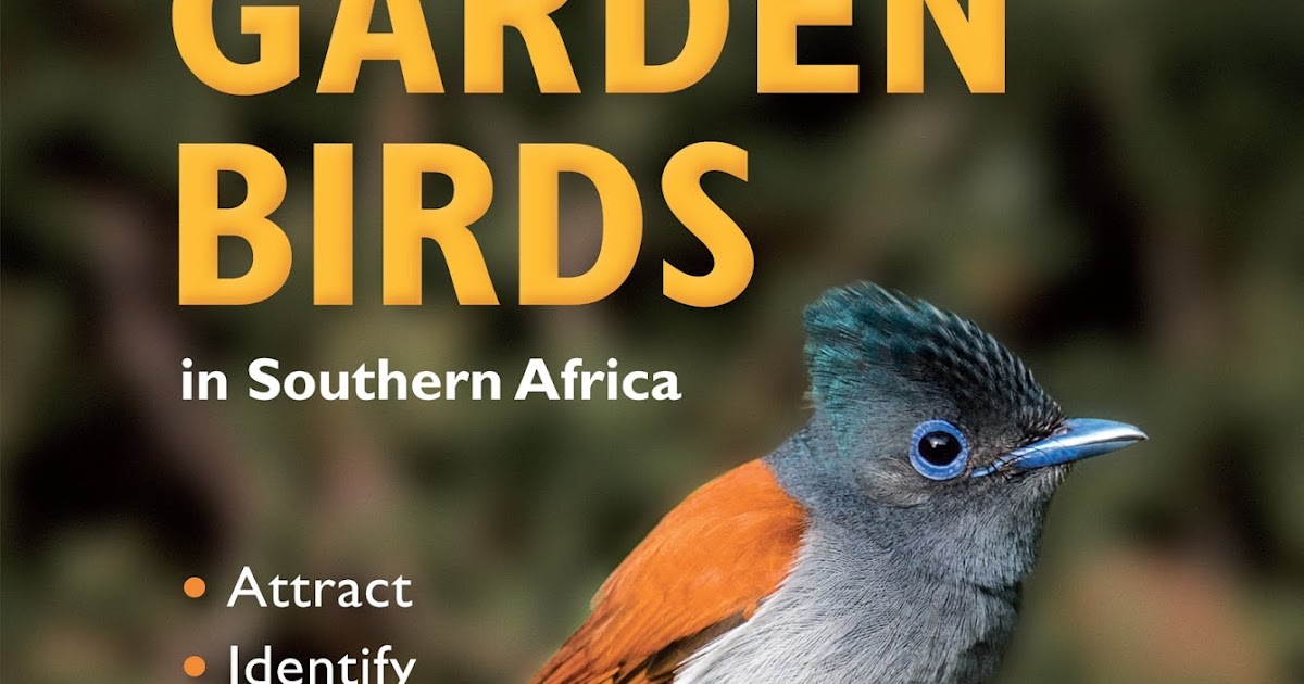 South African Birds Identification