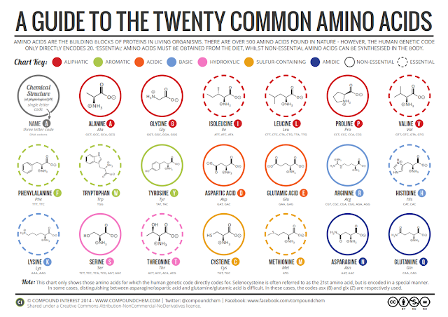 A Brief Guide to the Twenty Common Amino Acids | Chemprull