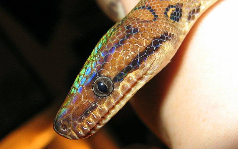 As 10 espécies de cobras mais estranhas | Planeta Vida