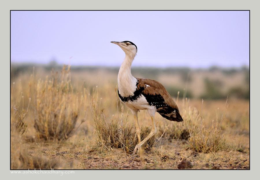 Vision of Life; by Sanjay: Maldhok's Fight For Survival!