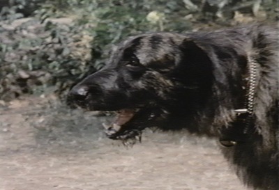 Down Among the "Z" Movies: Mongrel (1982)