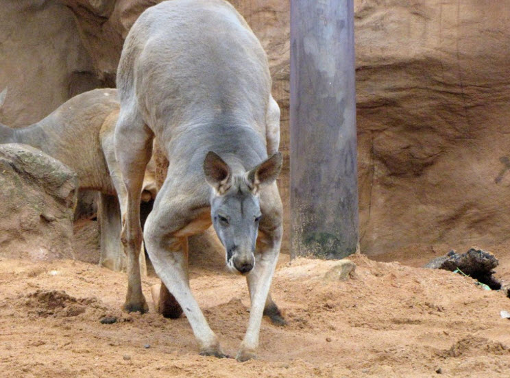 Red Kangaroo | The Biggest Animals Kingdom