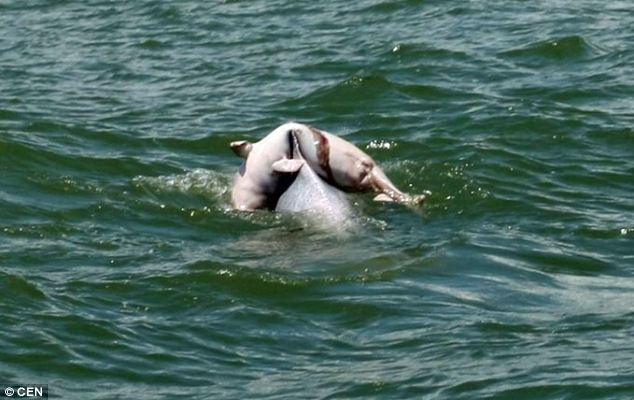 White Wolf : In mourning: Dolphin photographed carrying the broken body ...