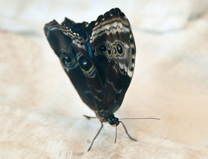 Pacific Science Center Life Sciences: Morpho Population Crash
