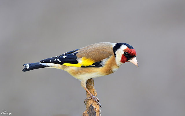 Varázslatos természet: Stiglic.