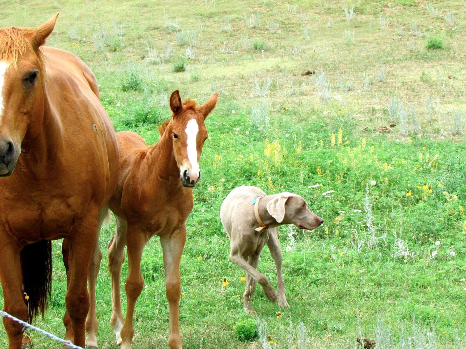 Hourse and His Son And Dog - Natural Wallpapers | Latest Fashion ...