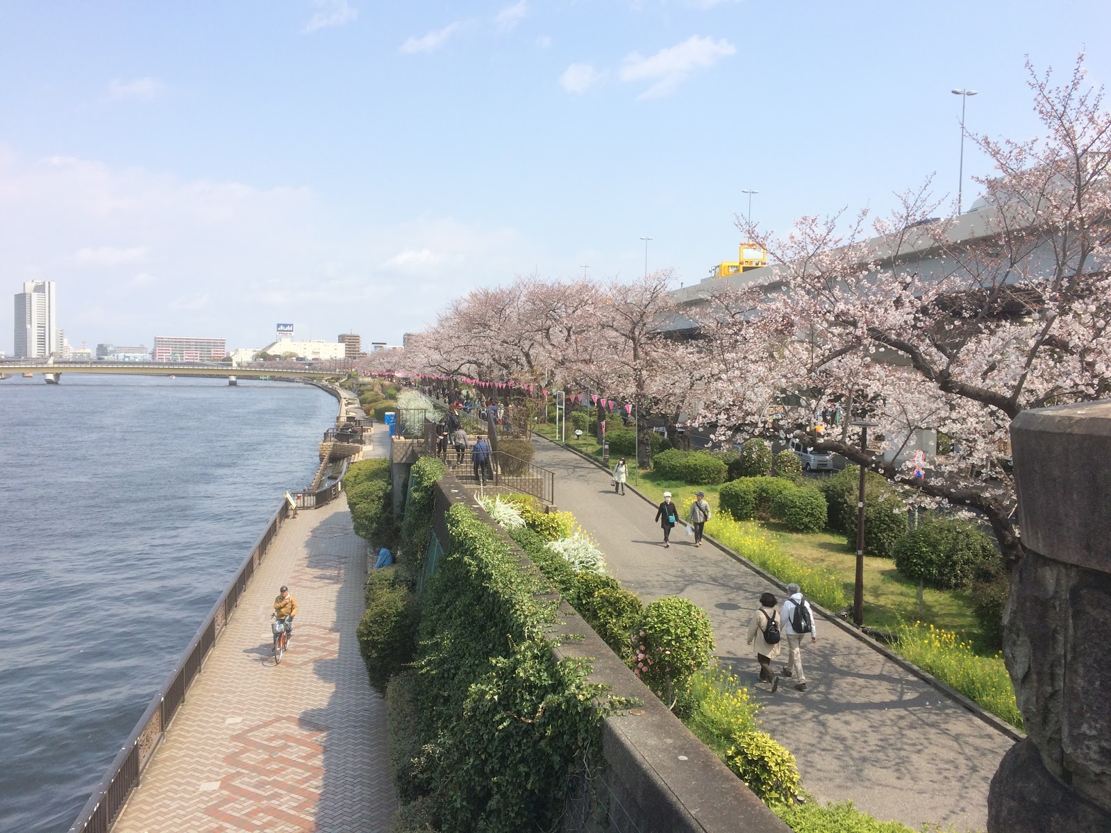 Our Adventures in Japan: sakura walk