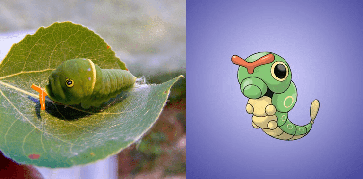 10 Pokemon That Actually Exist pokemon in real life TOPXTOP FUNNY topxtop