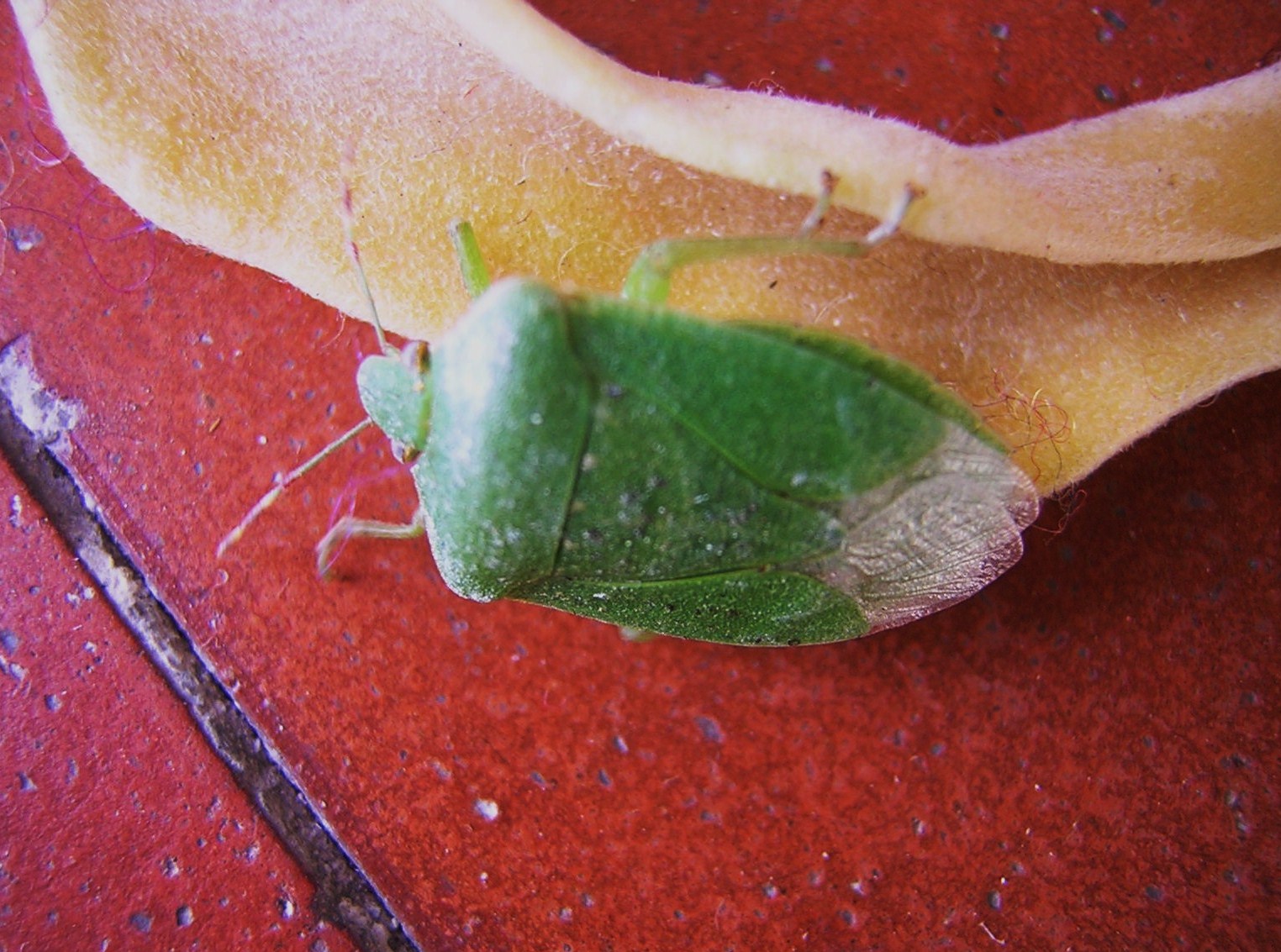 Mis experiencias mis imágenes: Chinche hedionda verde- (Nezara viridula)