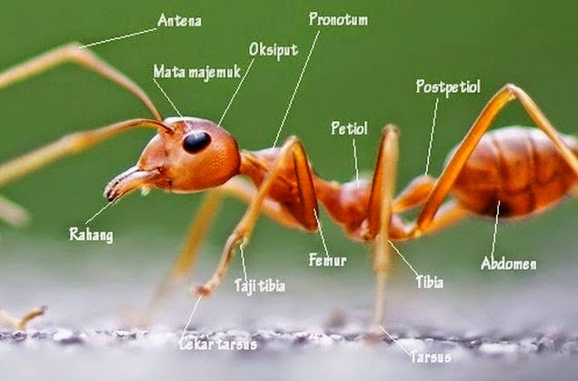 TWOONE MUEDA: Klasifikasi Semut Rangrang Menurut Smith (1860) / OPLOSAN ...