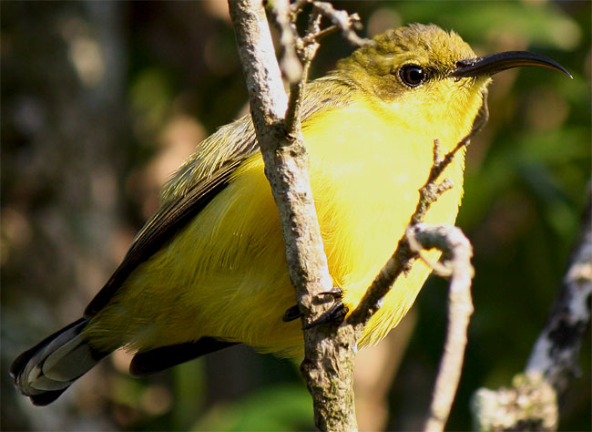 Yellow-bellied Sunbird