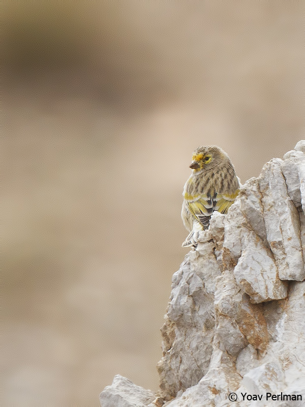Yoav Perlman - birding, science, conservation, photography: Special: my ...