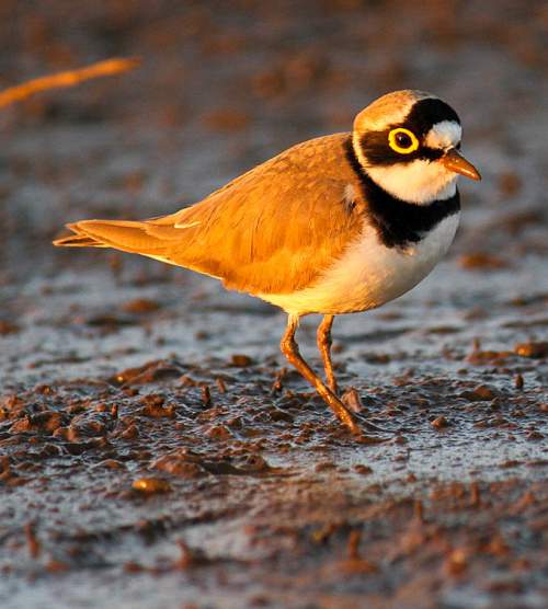 Little ringed plover | Birds of India | Bird World