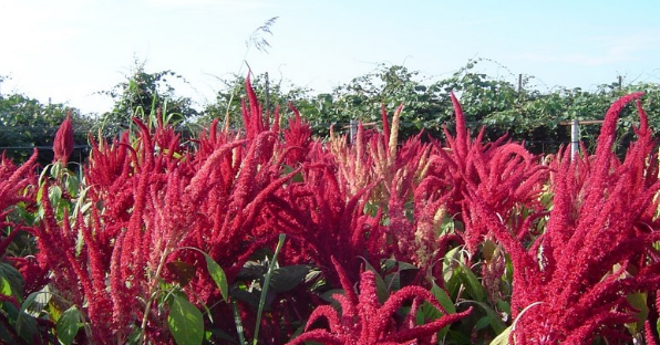 Sobre Nuestros Pasos: EL AMARANTO