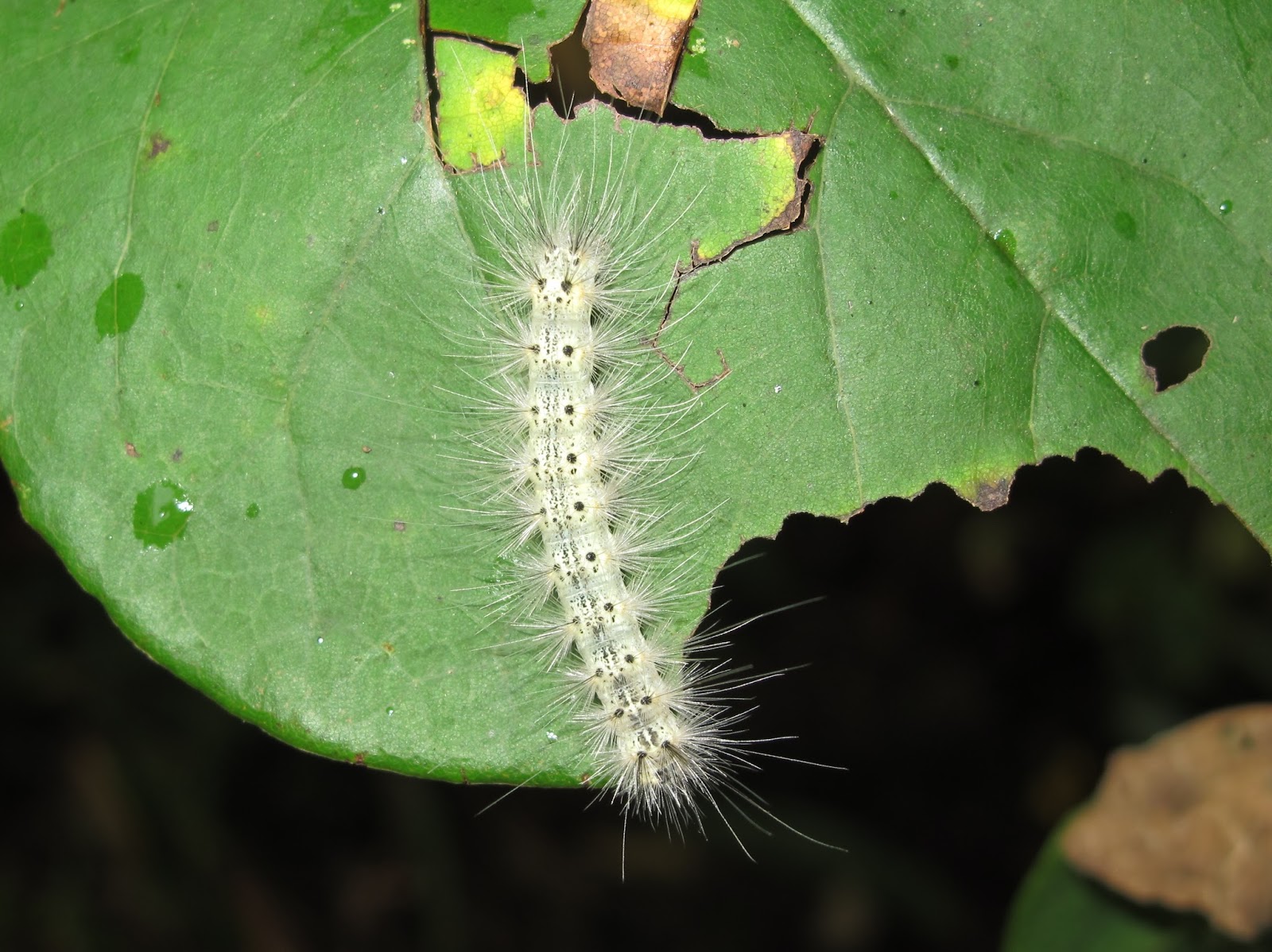 Blue Jay Barrens: What's Eating the Redbuds?