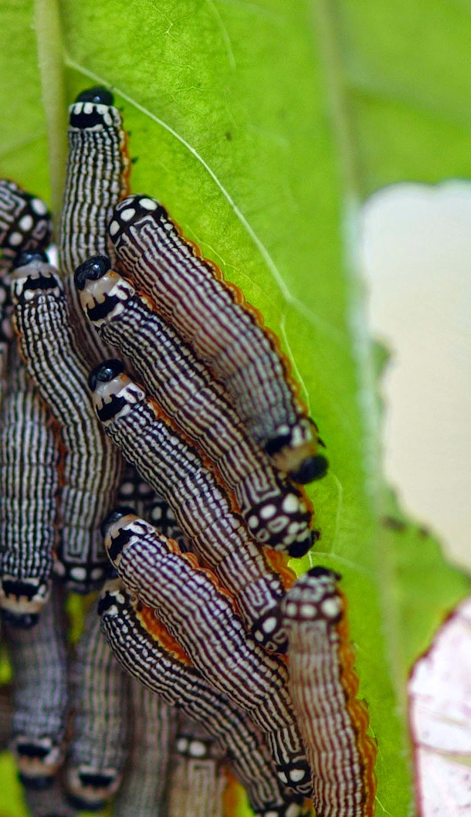 Field Biology in Southeastern Ohio: A Fall Insect Walk (and more ...