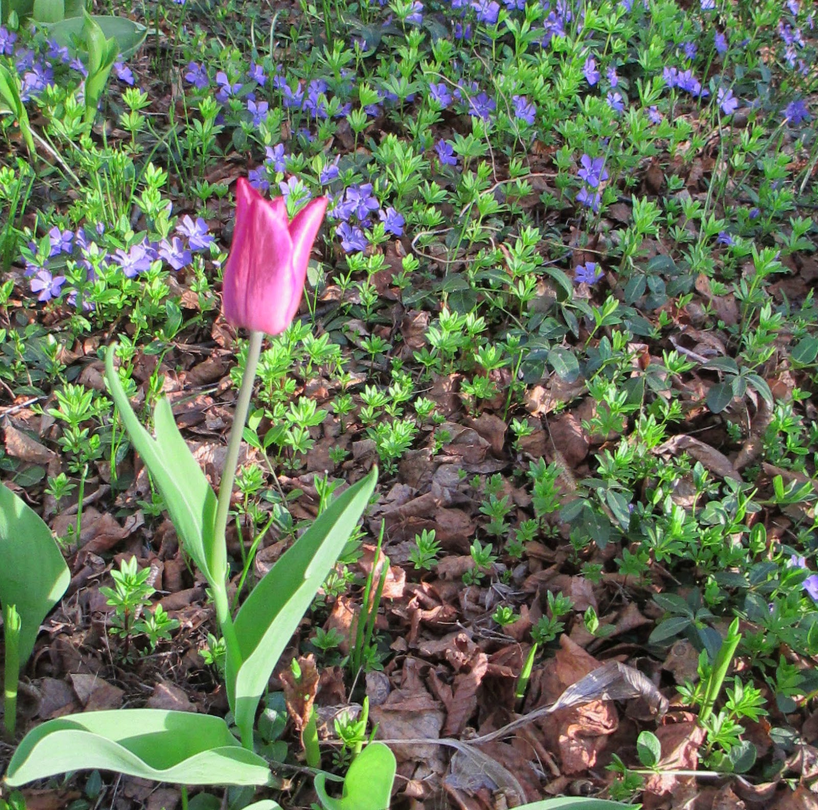 Sharon's Compendium: May 2014