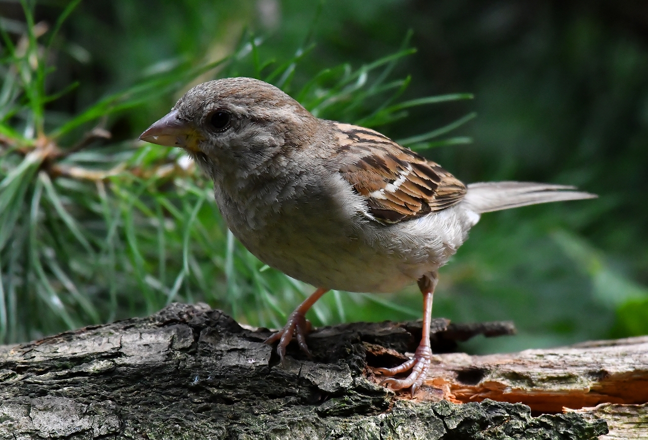 Jozef van der Heijden - Natuurfotografie: De Huismus (Passer domesticus)
