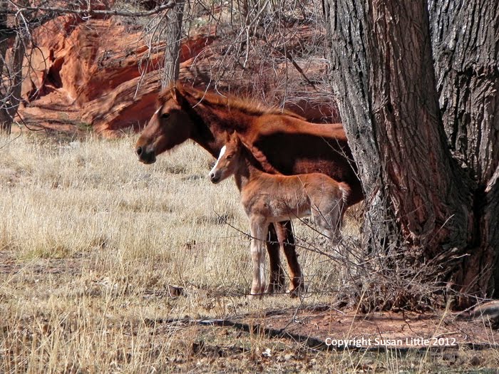 The Camping Queen: Canyon de Chelly National Monument, Arizona