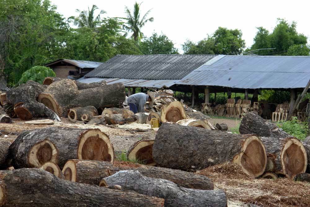 Trees Planet: Samanea saman - Rain Tree
