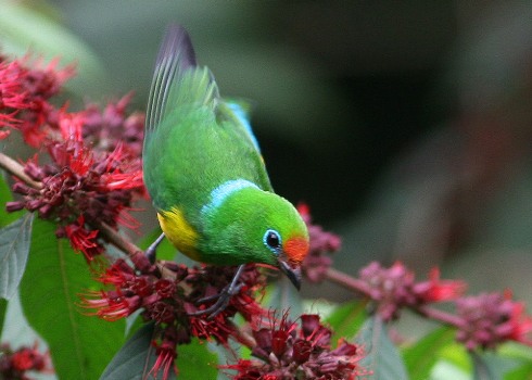 AVES VENEZOLANAS - Imagui