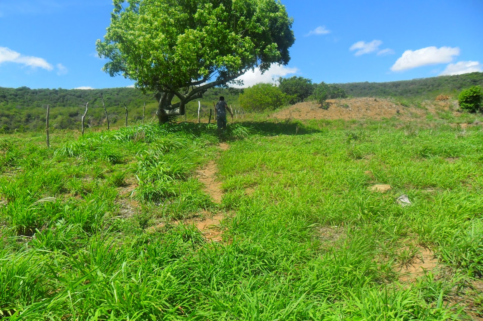 Território Kiriri Canta Galo