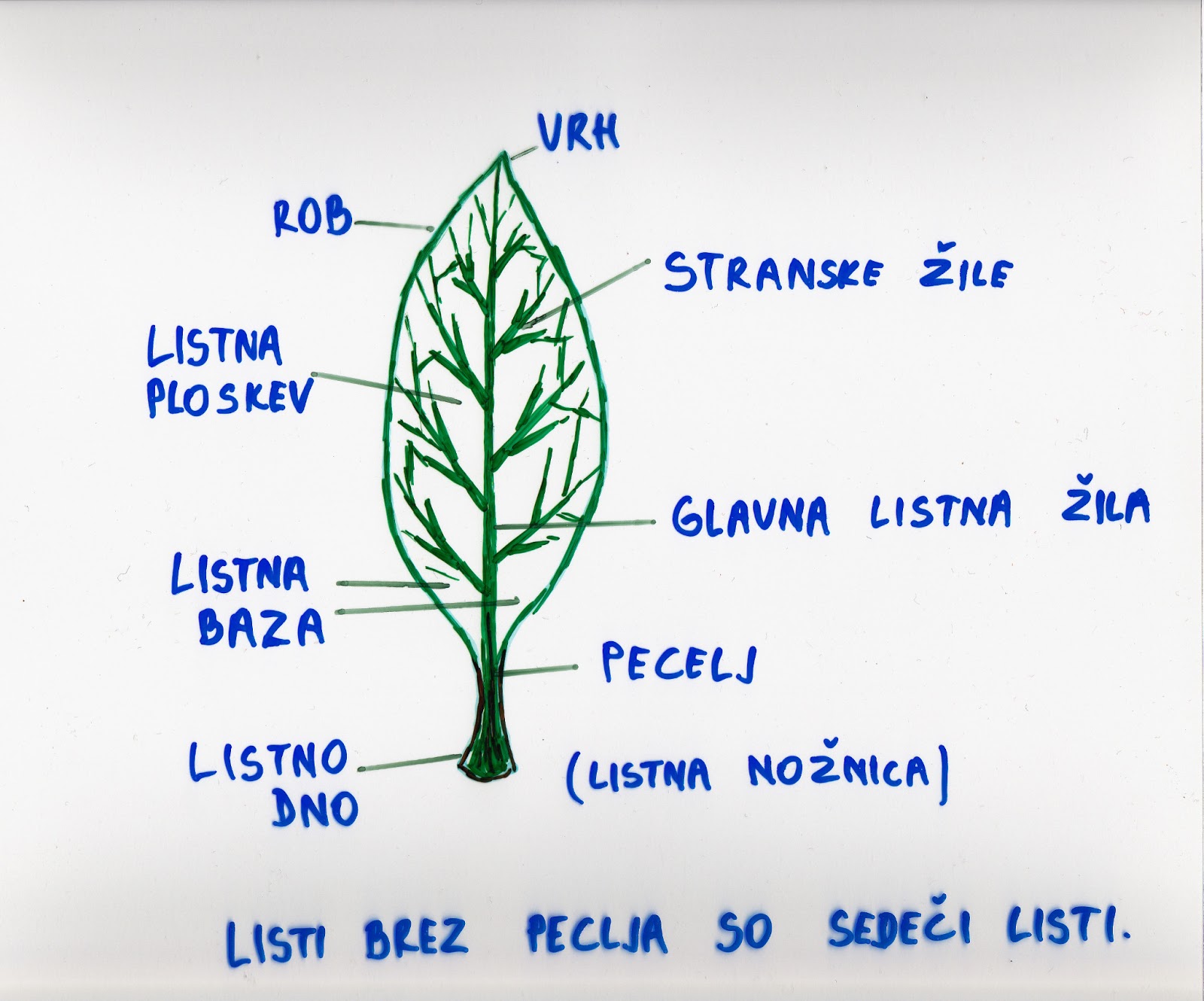 Naravoslovje 6: List