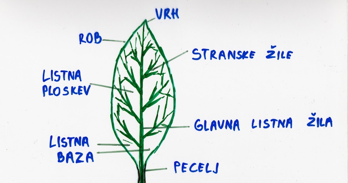 Naravoslovje 6: List