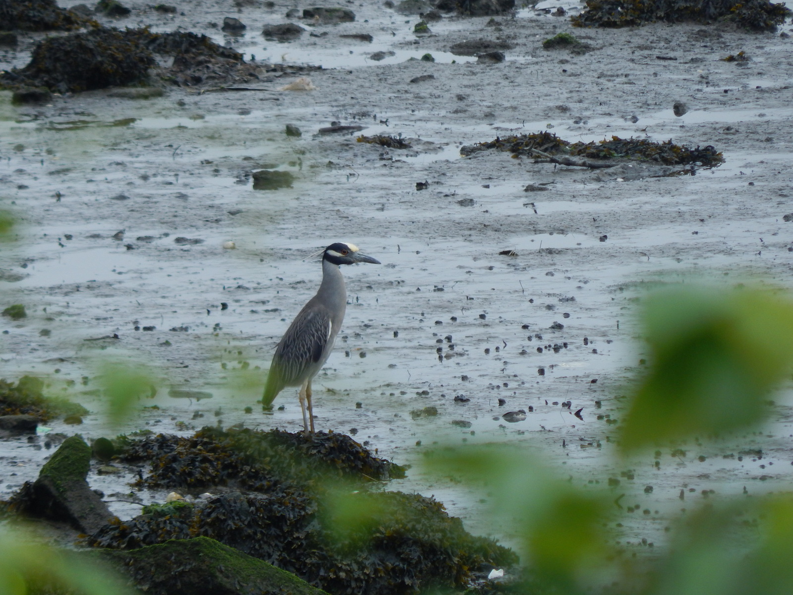 Earth on the Wing: Birding the Bronx River along Soundview Park