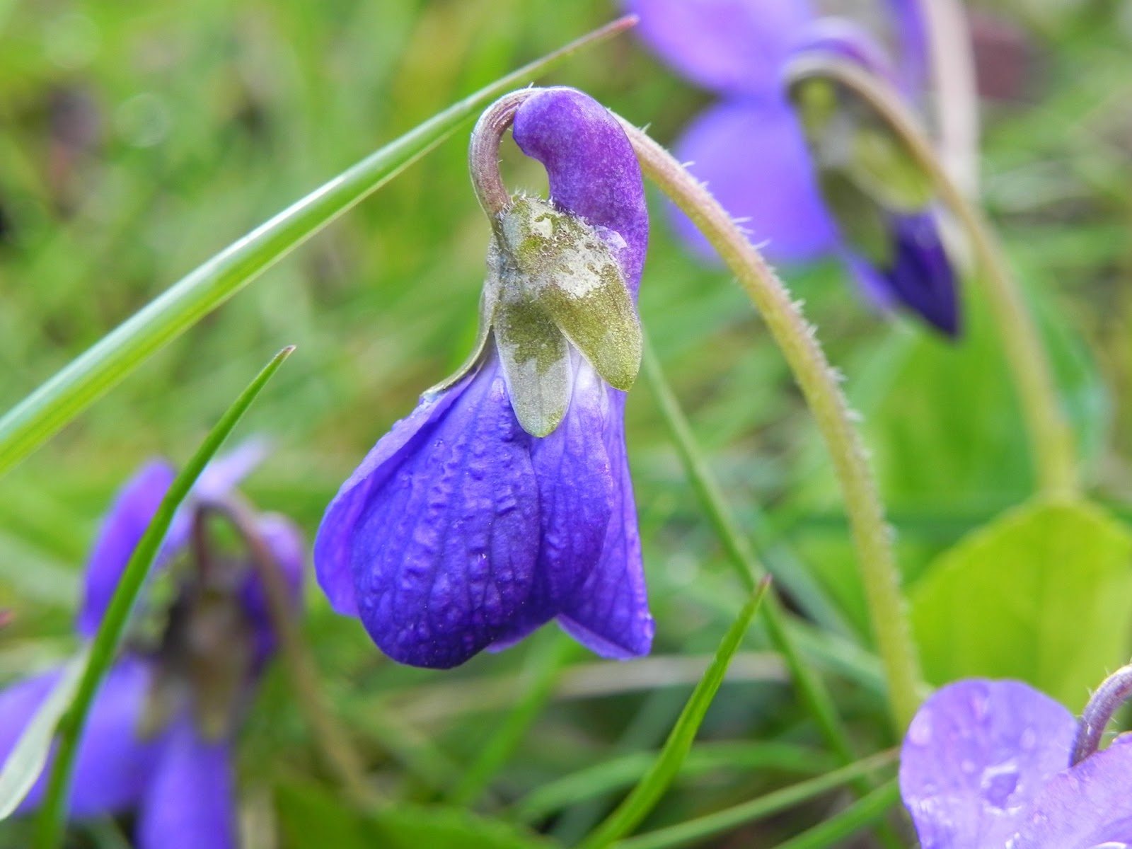 Kräuter im Weg: Es war ein herziges Veilchen.......