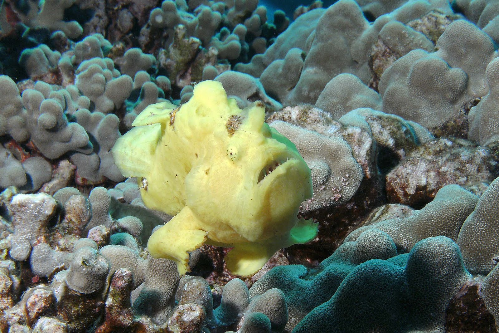 Diving the Kona Coast: Commerson's Frogfish, juvenile
