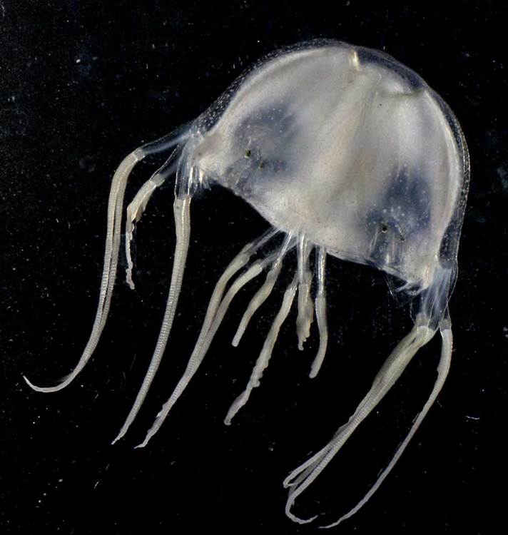 The Offshore Aquaholic: Jellyfish Bio 101: Local Identification, Local ...