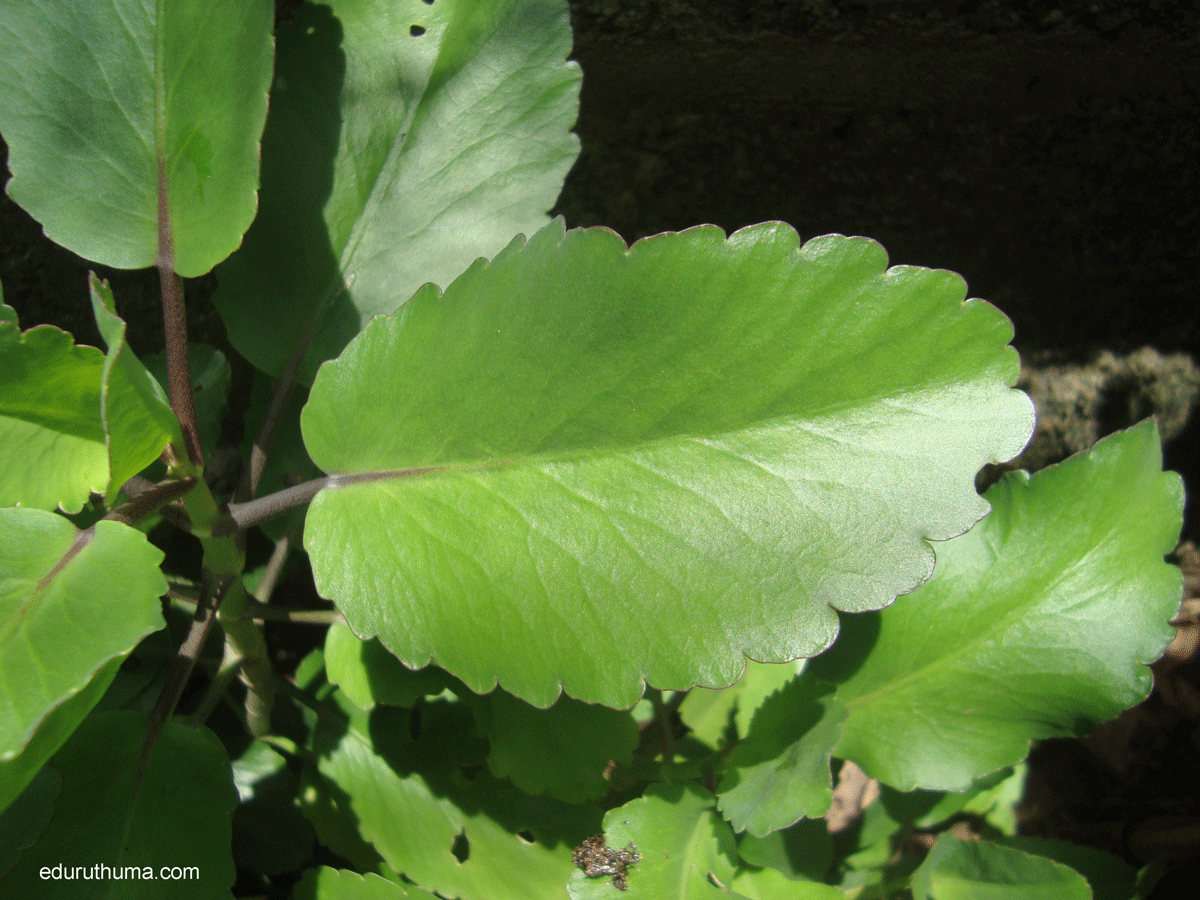 සරාගේ ලෝකය ....: අක්කපාන ගැන කියන්ඩයි ආවේ....!!