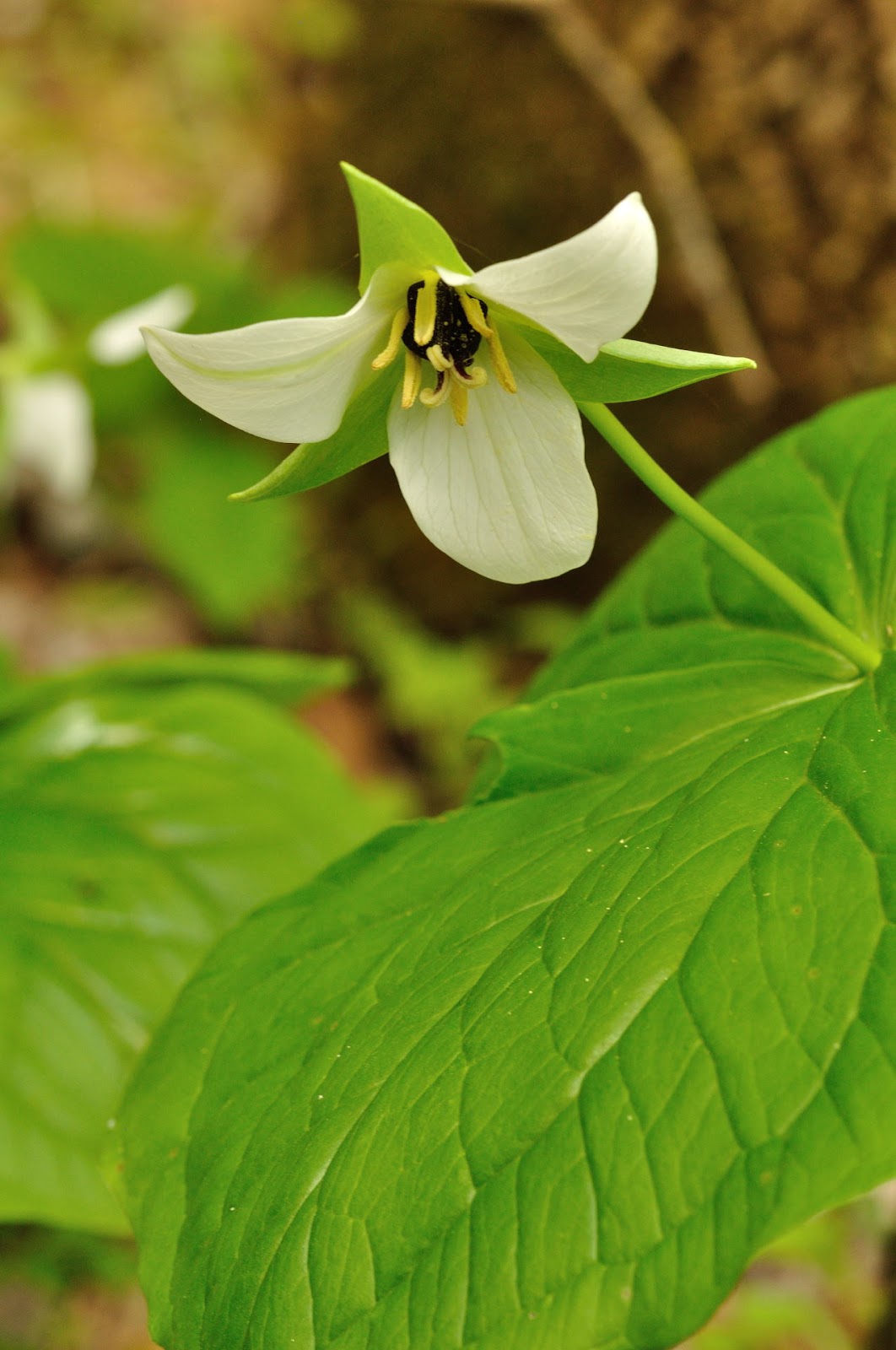Discover West Virginia: Spring Wildflowers of the New River Gorge: The ...