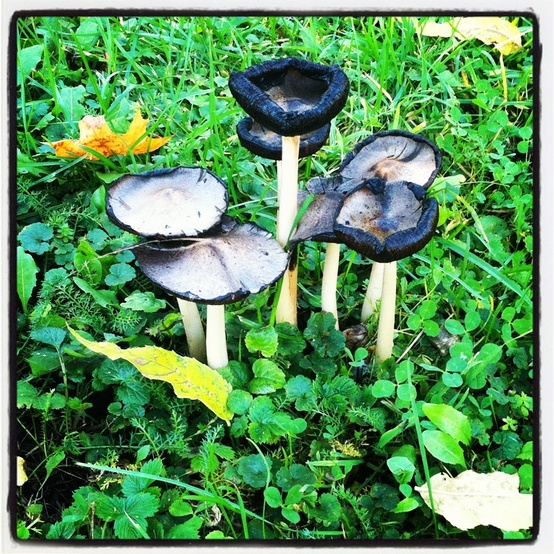 My blog from Ostuna: Strange mushrooms
