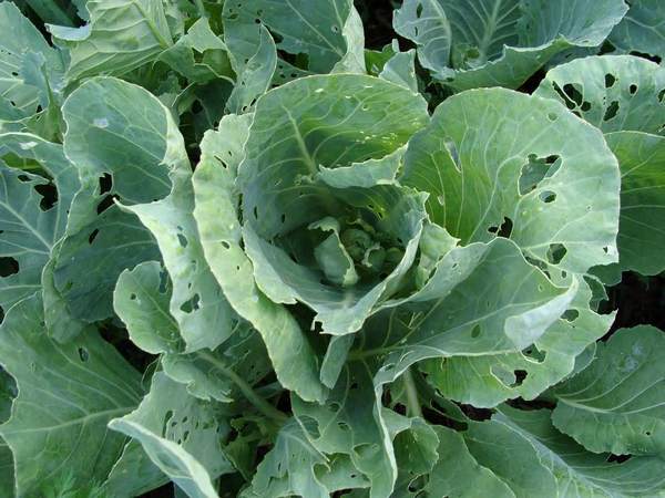 JIFUNZE KILIMO CHA KABEJI NASI - NORTAN