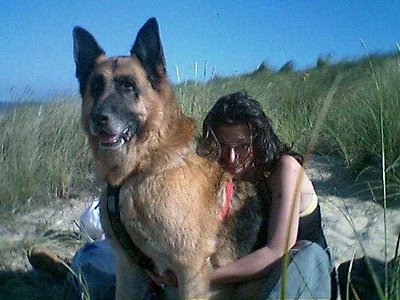 Big German Shepherds: Big German Shepherds